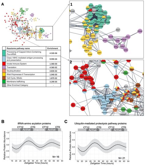 Functional Pathway Enrichments Indicate Late Active Phase Download Scientific Diagram