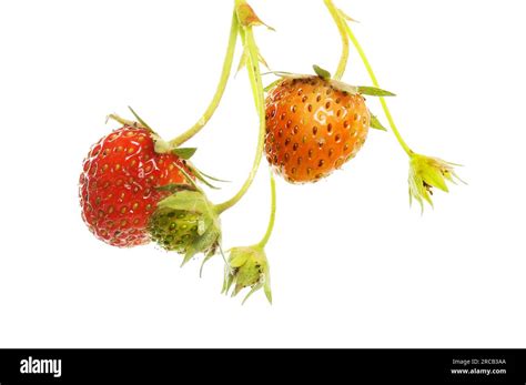 Ripe And Unripe Strawberries Cut Out Stock Images And Pictures Alamy