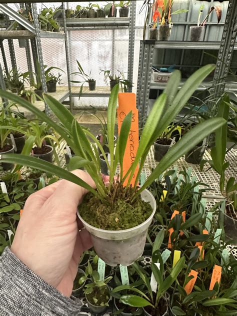 Masdevallia Herradurae Orchids Plaza