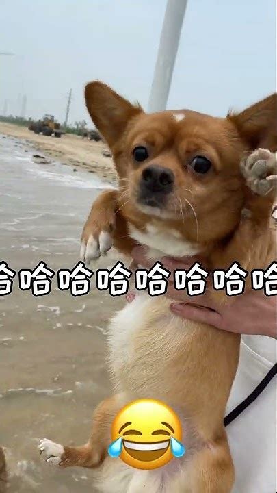 【柯铭】第一次跟你們看海，四隻熊小孩的旅行日記看海 旅行柯基 宠物生活 萌宠日常记录生活shorts Youtube