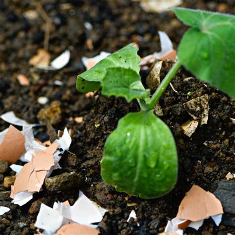 Cách Diệt ốc Sên ăn Rau Hiệu Quả Tại Nhà