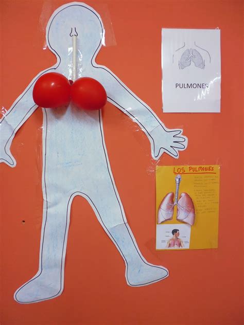 Un Ratito Con Malele Cómo Funcionan Nuestros Pulmones