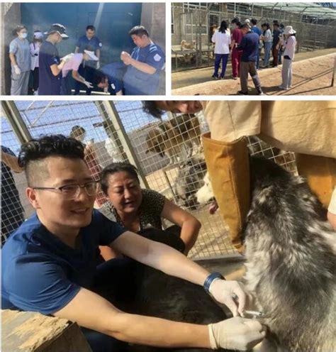 助力CRC狂犬病防治项目 与公益同行 6月29日兽医志愿者前往顺义为流浪动物注射狂犬疫苗 公益 维宠宠物导航网