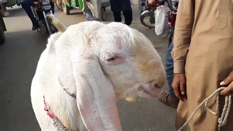Eid Al Adha Bakrid 2019 Date Important Signification Know Reason Why Gave Qurbani बकरीद 2018 12