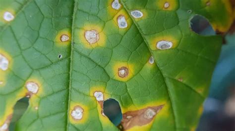 Leaf Spot Full Guide Causes Symptoms And Treatment Options
