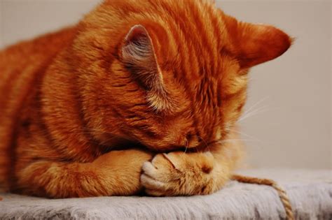 Por qué los gatos duermen tanto Yo Animal