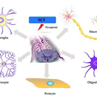 Pyroptosis In Different Cell Types Of The Spinal Cord Following SCI