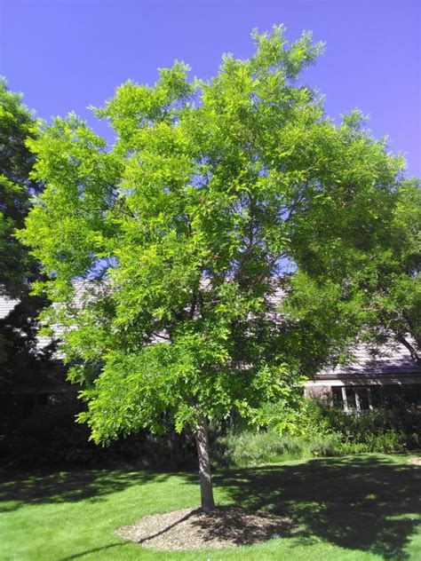 Japanese Pagoda Tree