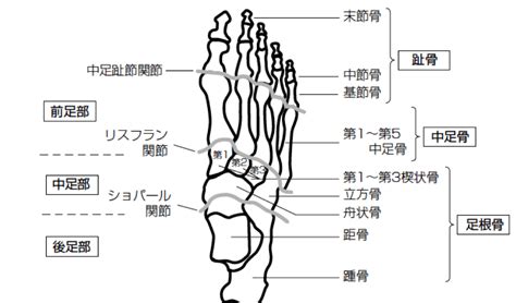 リスフラン関節やショパール関節とは？！ 覚え方や別名もご紹介！ 一寸先は痛み！理学療法士が作る痛みと原因の説明書！