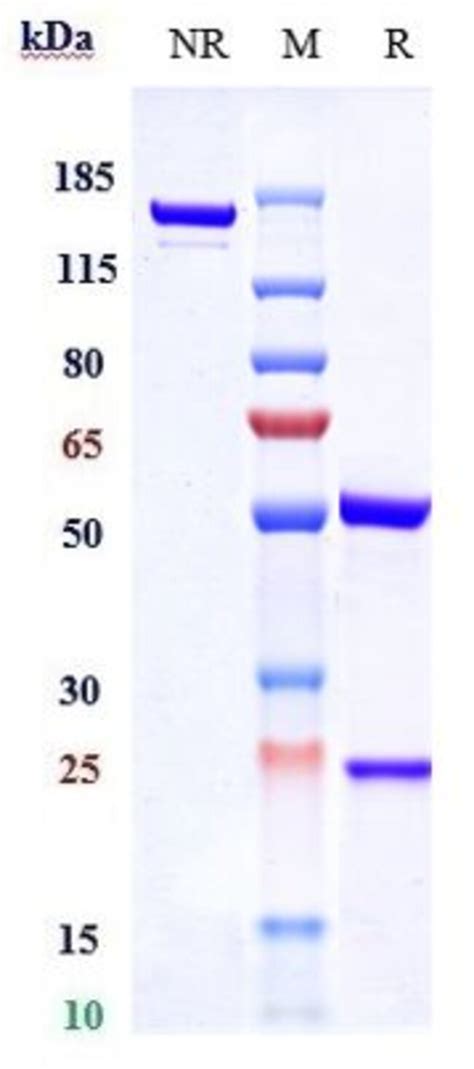 Invitrogen Ramp3 Biosimilar Recombinant Monoclonal Antibody 100 μg