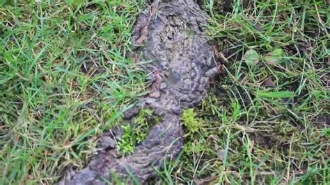 How To Cover Exposed Tree Roots EHow Tree Roots Tree Roots