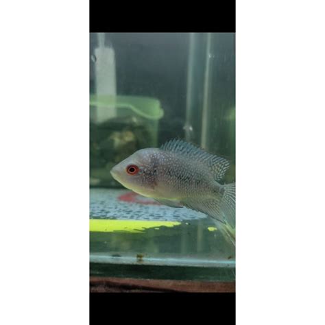 Jual Louhan Kamfa F2 4 5cm Shopee Indonesia