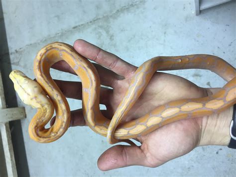 Purple Reticulated Python Morphs