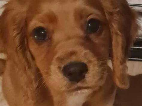 Ruby Cockalier Puppies