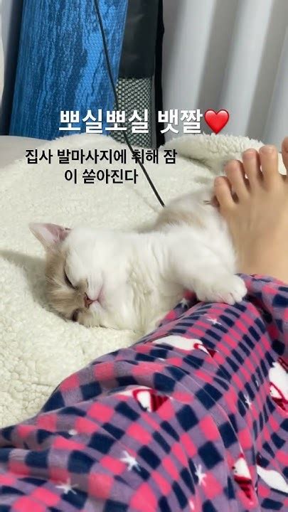고양이와 발로 교감하기 Youtube