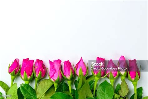 핑크 장미 위에 정렬 발렌타인과 웨딩 달콤한 사랑 개념 빈티지 톤 흰색 배경에 복사 공간 평면 위치 테두리를 볼 결혼식에 대한 스톡 사진 및 기타 이미지 Istock