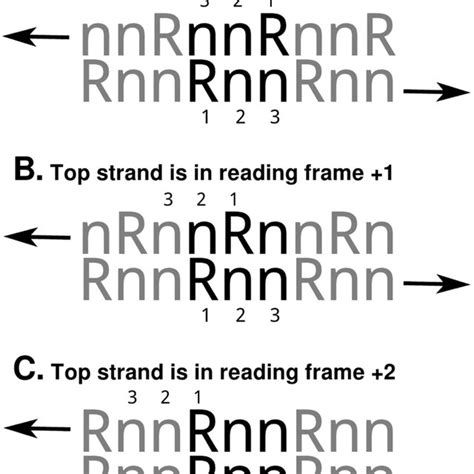Possible Reading Frame Alignments In Forward And Reverse Strands Download Scientific Diagram