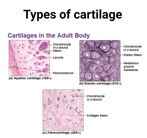 Cartilage Cell Diagram Cartilage Cells Types Structure Examples