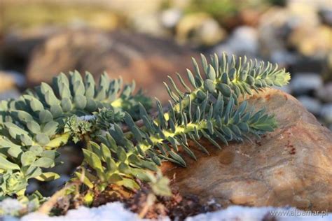 Wilczomlecz Mirtowaty Euphorbia Myrsinites Albamar