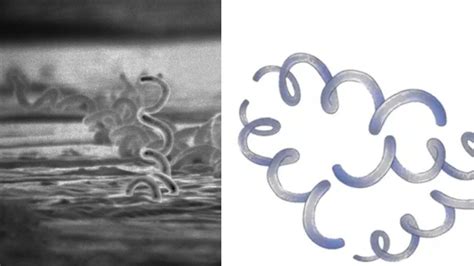 Bacterial Conjugation Definition Steps Importance Examples
