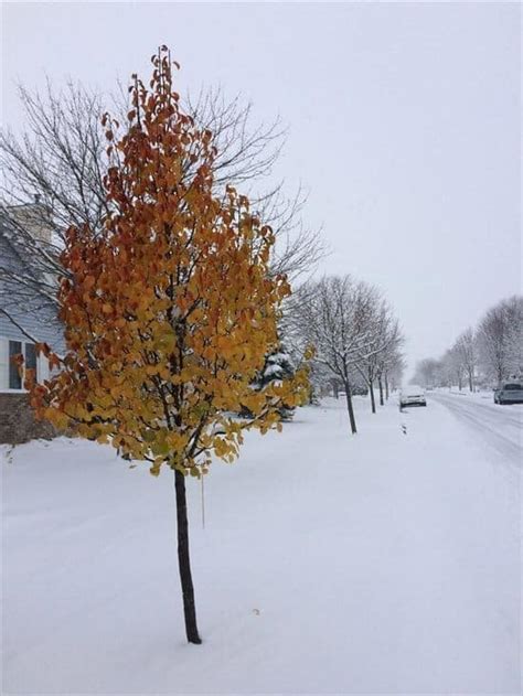 Resilient Trees Proving That Life Always Finds A Way