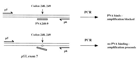 Schematic Diagram Of Mutant Enriched PCR SSCP Using Sequence Specific