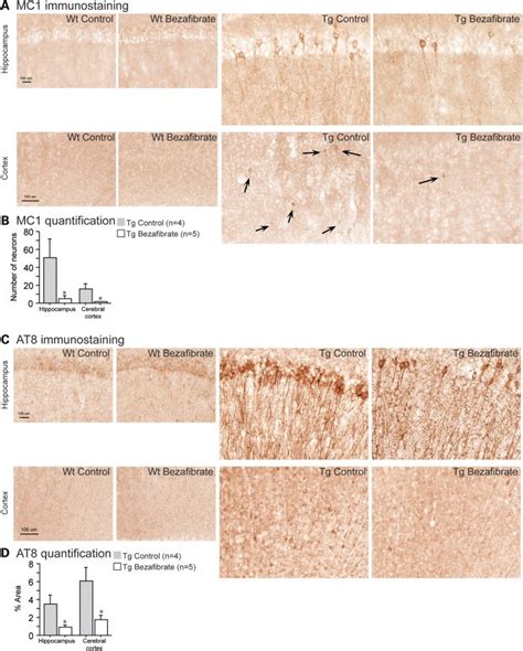 Phospho Tau Ser202 Thr205 Antibody Biotin Monoclonal At8