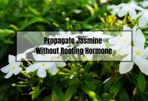 Is Jasmine Toxic To Humans Heres What You Need To Know Gardening Flow