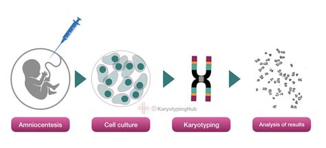 What Is Karyotyping Definition Steps Process And Advantages