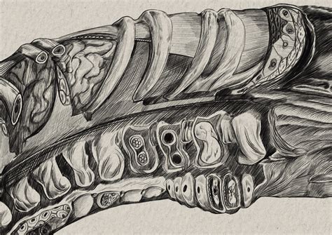 Xenomorph Anatomy 23 9 21 Behance
