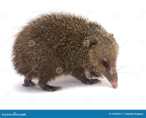 Tenrec Tenrec Ecaudatus Stock Image Image Of Bushmeat 74842811