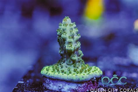 Prc Fruity Pebbles Acropora Wysiwyg Queen City Corals