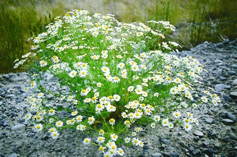 Scentless Chamomile Invasive Species Council Of British Columbia