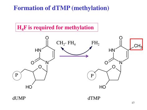 Ppt Metabolism Of Purine And Pyrimidine Nucleotides Dna Replication