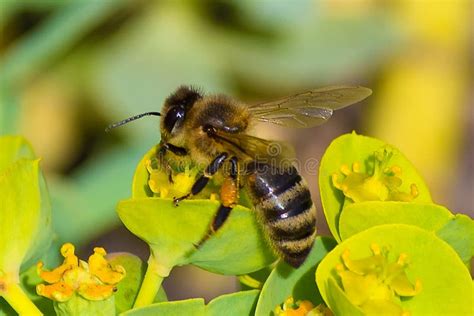 Honey Bee Pollination Process Stock Image Image Of Closeup Outdoor