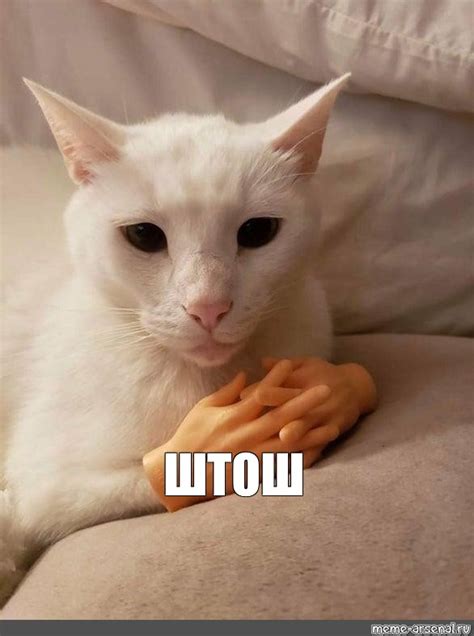 Создать мем котики кот кошки смешные Картинки Meme
