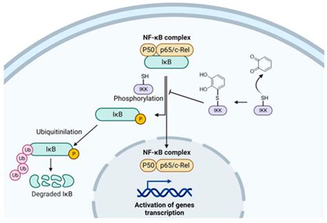 Figure from Targeting Nrf and NF κB Signaling Pathways in Cancer Prevention The Role of