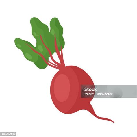비트 뿌리 야채 신선한 생 제품 유기농 농장 식품 건강한 다이어트를위한 비트 뿌리 가을에 대한 스톡 벡터 아트 및 기타 이미지 가을 건강한 생활방식 건강한 식생활