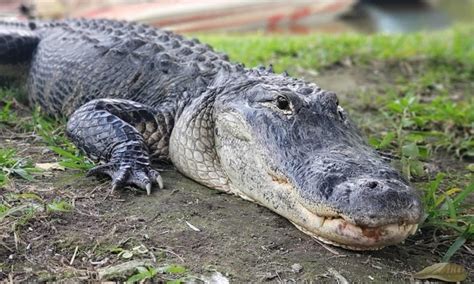 Coopertown Airboat Tours From 18 Miami Fl Groupon