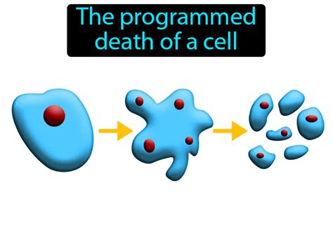 Apoptosis Definition And Image Flippy