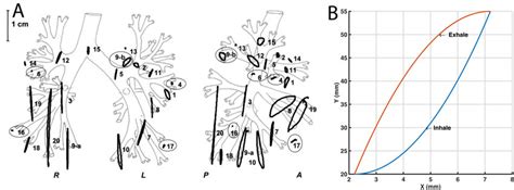 Hysteresis Loop Of Lung Tumors Movement A The Orthogonal Projections