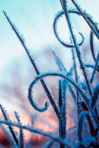 아침 가을 써니 가든에서 반짝이는 아름다운 얼음 결정으로 덮인 잔디가 있는 자연 배경 0명에 대한 스톡 사진 및 기타 이미지 0명 가을 겨울 Istock