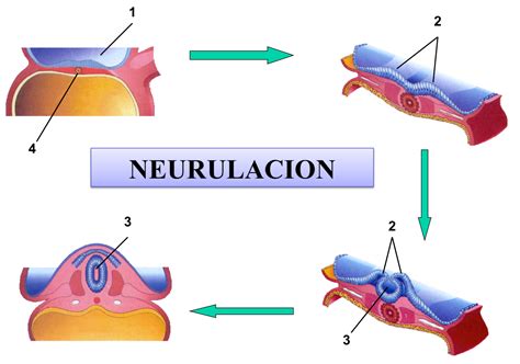 Ontogénesis del Sistema Nervioso : Formación y cierre de la placa neural.