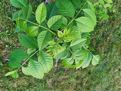 Tree Id Please Rtreeidentification