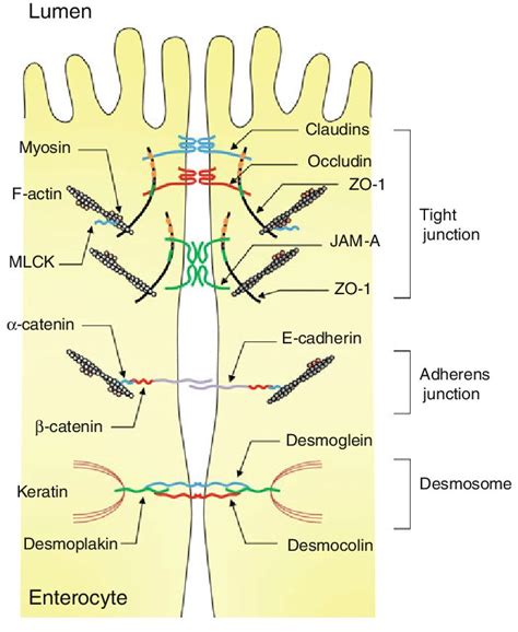 Fig 2 Molecular Structure Of The Intercelluar Junction Of Intestinal