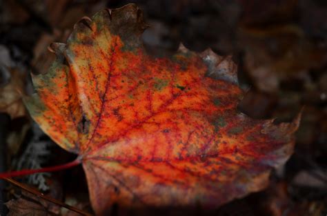 Fotos gratis naturaleza blanco otoño flor naranja verde rojo