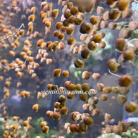 Ốc Nerita ăn Rêu Aqua Home Siêu Thị Thủy Sinh
