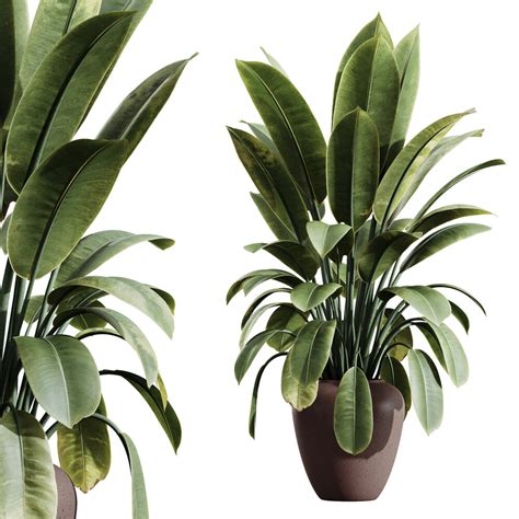 Indoor Potted Plants Set 3d 모델 다운로드 관엽식물 On