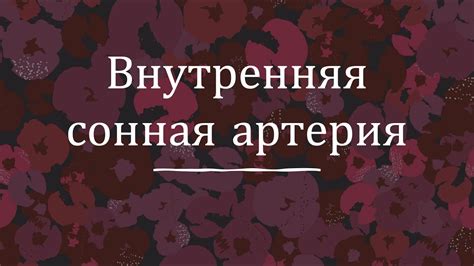 Внутренняя сонная артерия анатомия сердечно сосудистой системы ССС