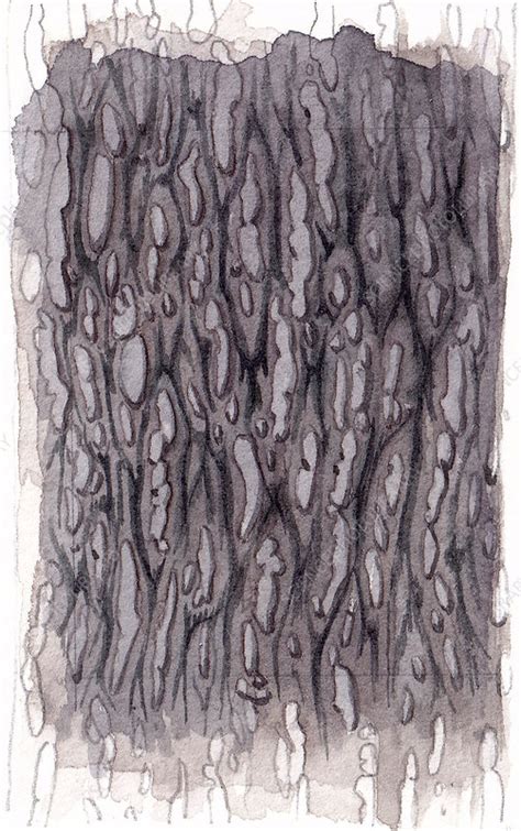 Tree Of Heaven Ailanthus Altissima Bark Illustration Stock Image